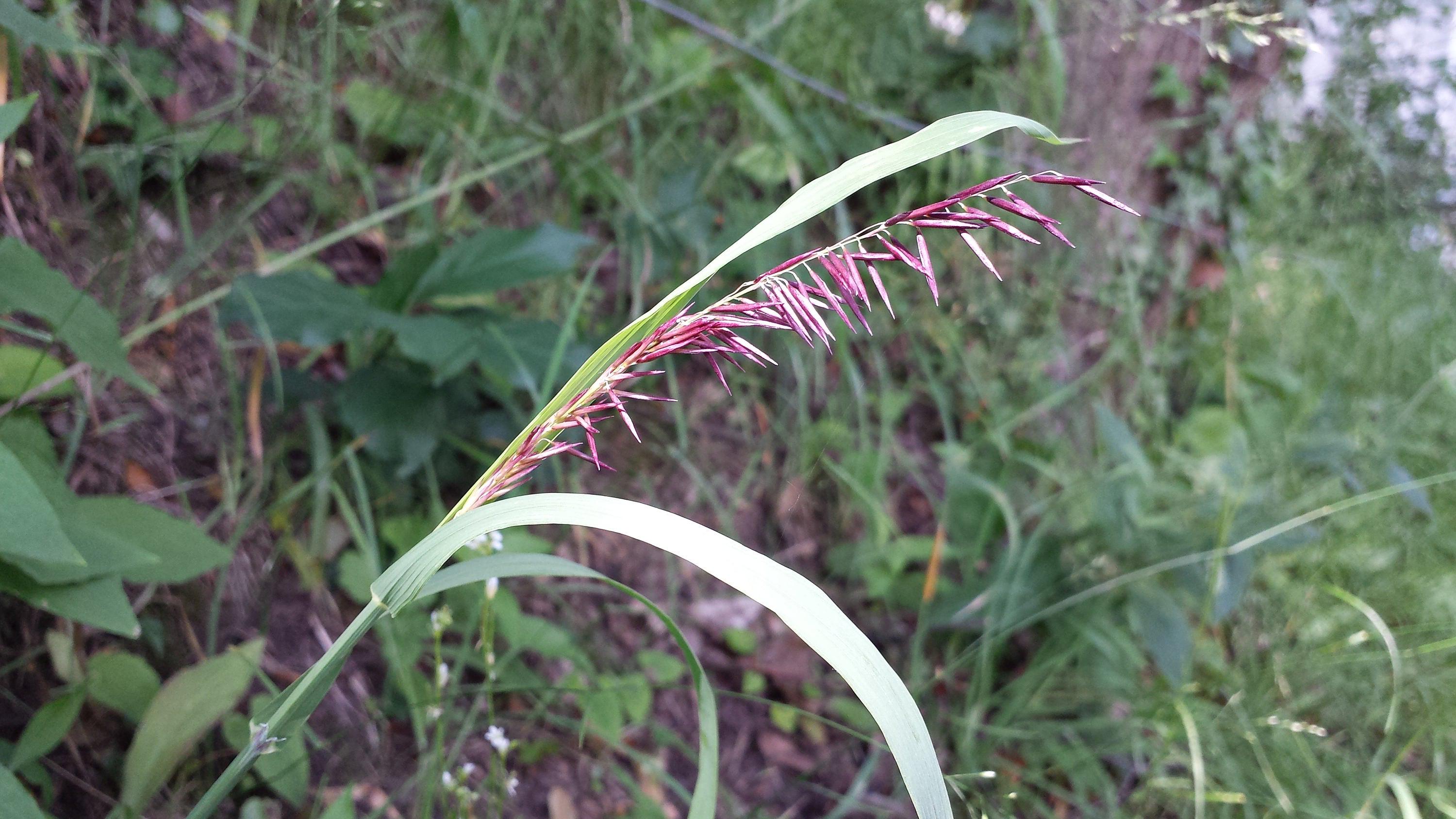 20 RED Spire MELIC GRASS Purple Melica Transsilvanica Flower Seeds - Etsy