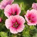 10 VULCAN MALOPE Trifida / Mallowwort / Mallow Flower Seeds *comb S/H ...