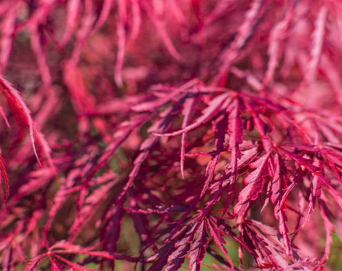 Japanese Maple 'inaba Shidare' Acer Palmatum Dissectum Live High ...