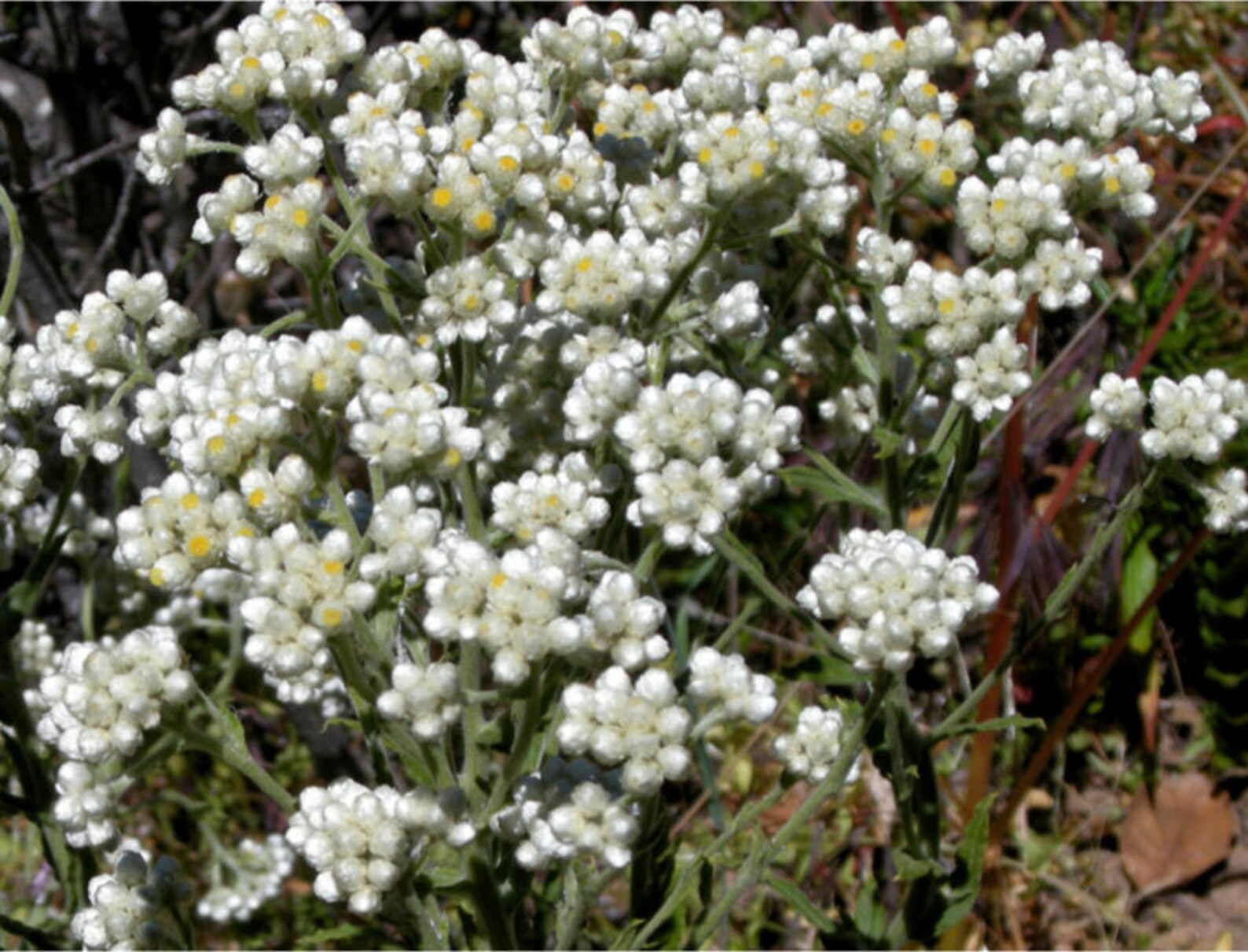 100 White SWEET EVERLASTING Gnaphalium Obtusifolium Butterfly | Etsy