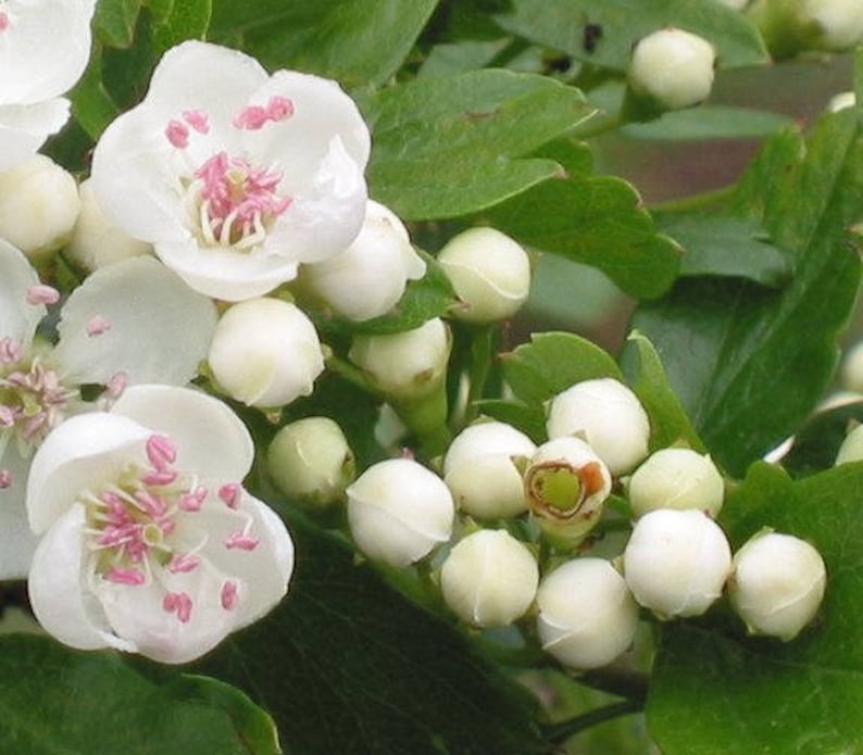 20 ENGLISH HAWTHORN TREE Edible Fruit Flower Mayflower - Etsy