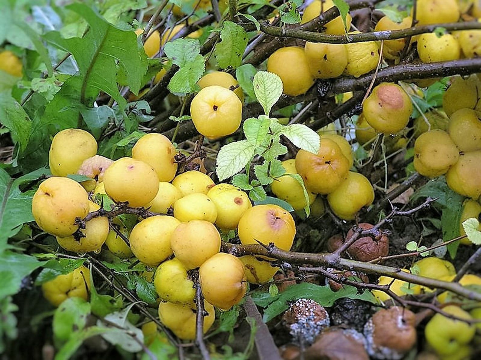 20 Red Flowering DWARF QUINCE Shrub Fruit Chaenomeles Japonica | Etsy