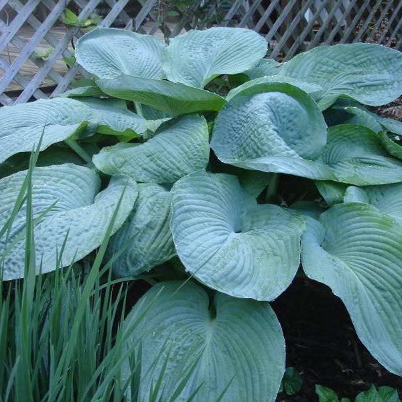 Purple Hosta Plant - Etsy