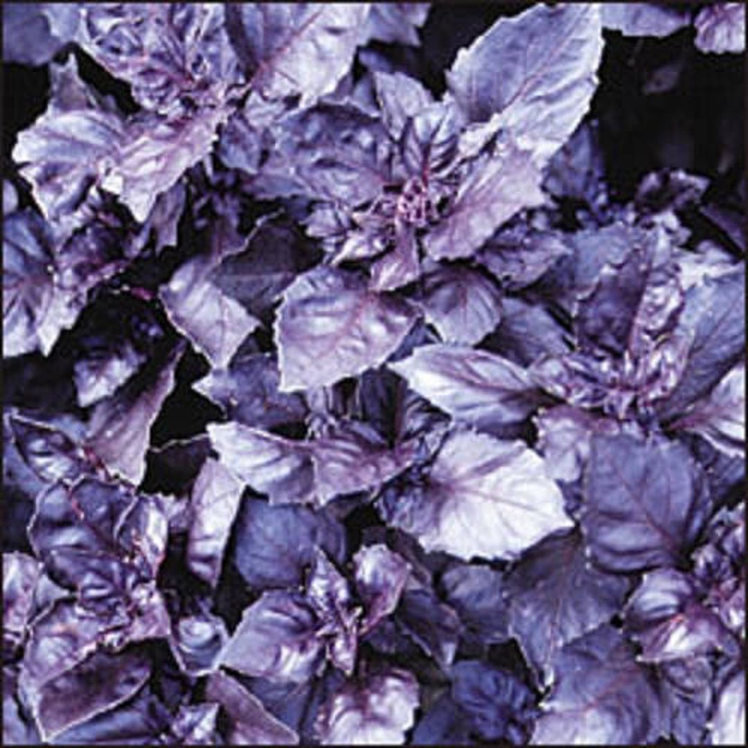 500 DARK OPAL BASIL purple Ruffles Ocimum Basilicum Herb Flower Seeds ...