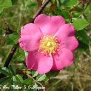 25 PINK SWAMP ROSE Rosa Palustris Flower Shrub Bush ( Average - Wet ...