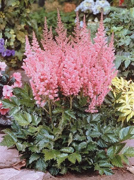 100 PINK MIX ASTILBE false Spirea / False Goats Beard - Etsy
