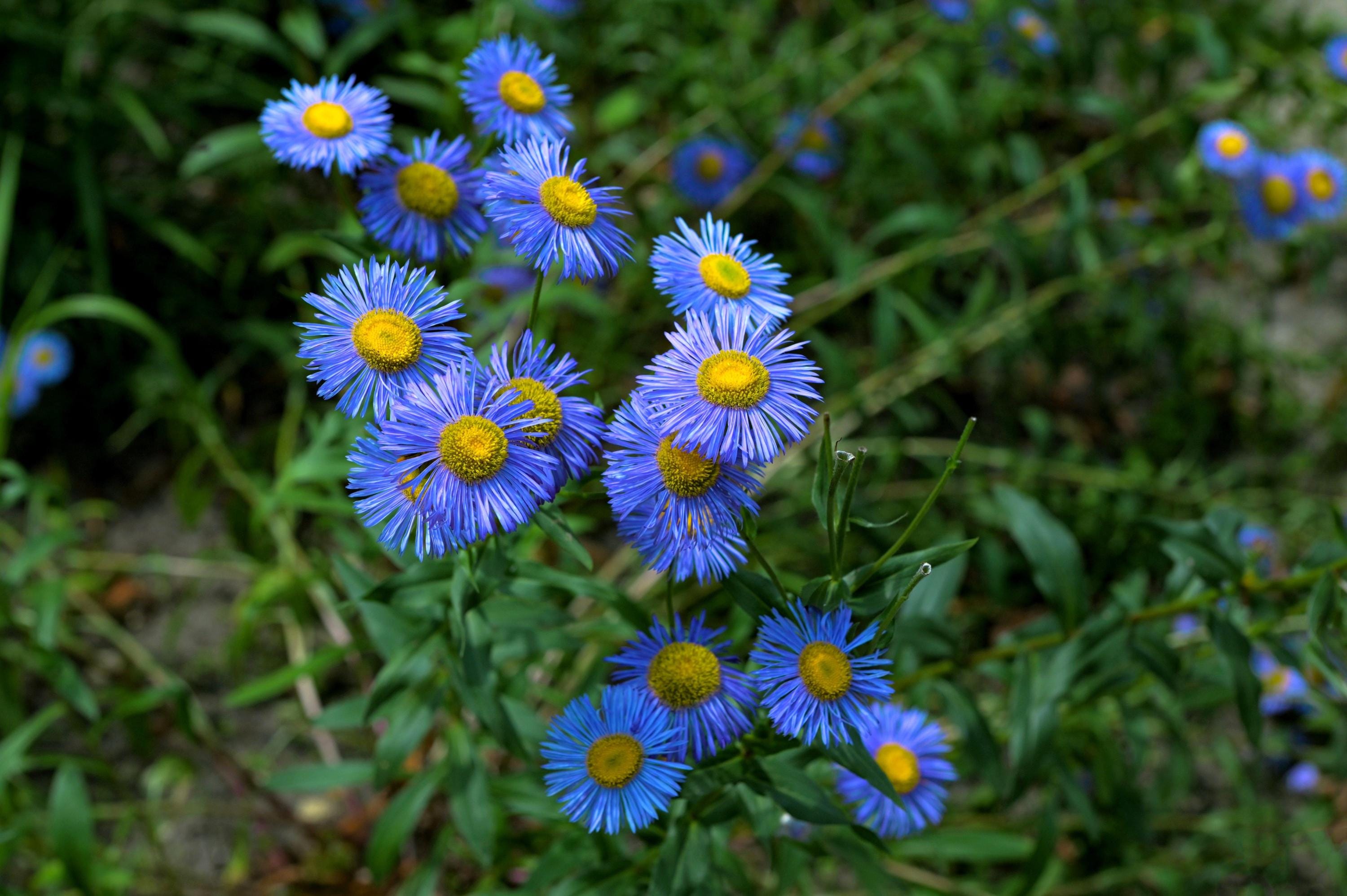 500 BLUE FLEABANE DAISY (dainty Daisy / Aspen Fleabane / Oregon ...