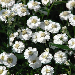 150 PEARL YARROW White Double Achillea Ptarmica Herb Flower Seeds - Etsy