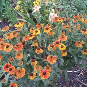 100 HELENIUM ' AUTUMN LEAVES ' Mix Helenium Autumnale Sneezeweed Mixed ...