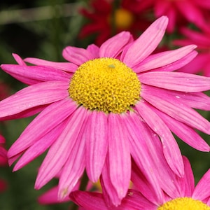 Robinsons Painted Daisy Seeds - Etsy