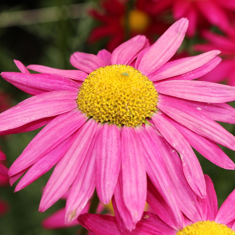 Robinsons Painted Daisy Seeds - Etsy