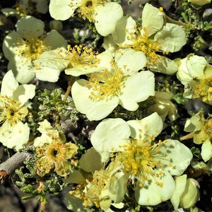 40 STANSBURY CLIFFROSE Purshia Stansburiana Cliff Rose Native Desert ...