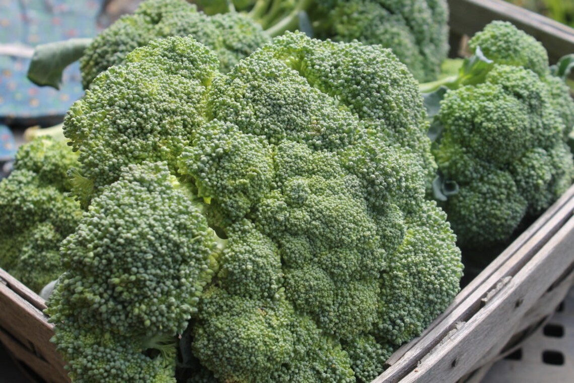 1000 CALABRESE BROCCOLI ITALIAN Green Sprouting Vegetable - Etsy
