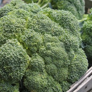 1000 CALABRESE BROCCOLI ITALIAN Green Sprouting Vegetable Brassica ...