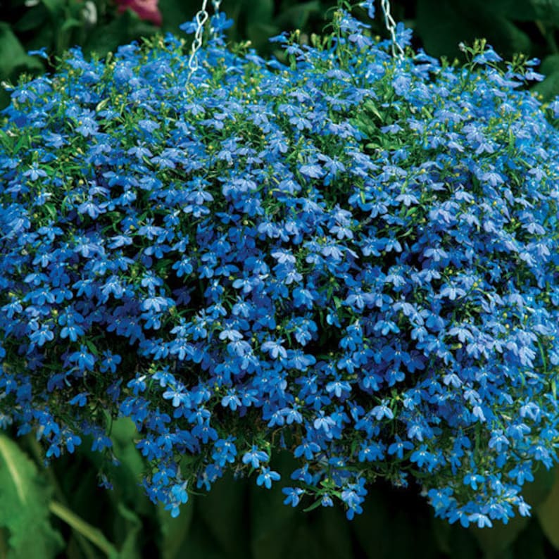 200 BLUE SAPPHIRE LOBELIA Erinus Trailing for Planters or - Etsy