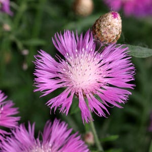 500 MIXED SWEET SULTAN Imperialis Mix Amberboa Moschata Centaurea ...