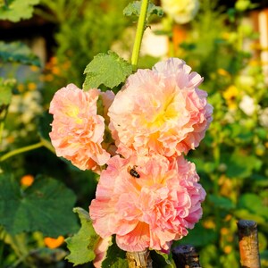 50 Dwarf Double HOLLYHOCK MAJORETTE MIX Alcea Rosea Red Pink White ...