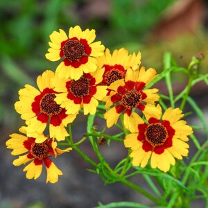 1000 GOLDEN WAVE COREOPSIS (goldenmane Tickseed) Coreopsis Basalis ...