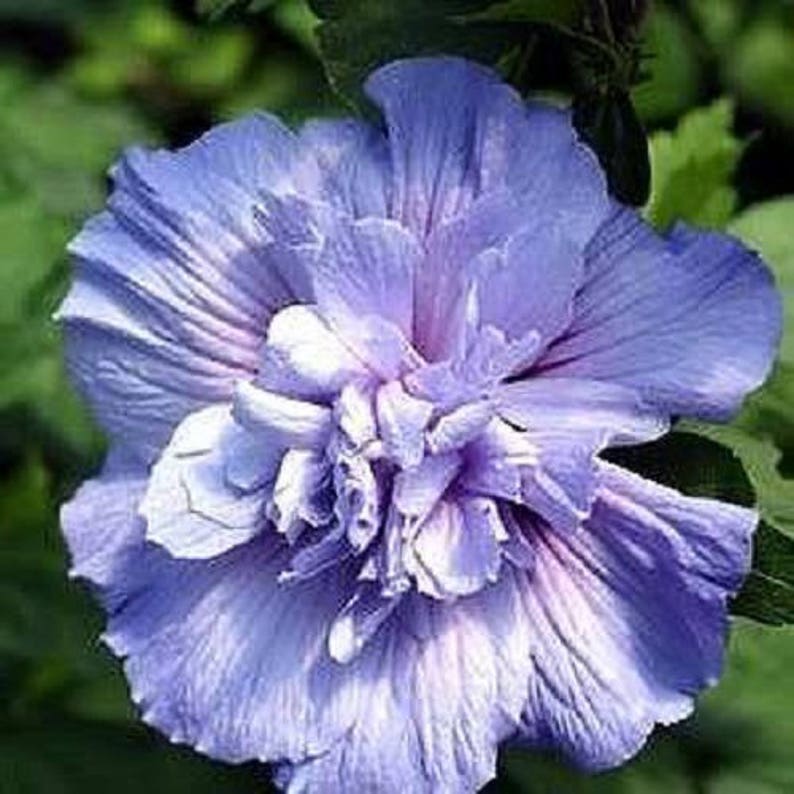 50 Mixed Colors ROSE of SHARON HIBISCUS Syriacus Flower Tree - Etsy