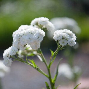150 PEARL YARROW White Double Achillea Ptarmica Herb Flower Seeds - Etsy