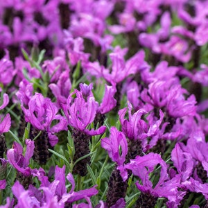 100 FRENCH LAVENDER Aka Butterfly Lavender, Spanish, Topped Lavandula ...