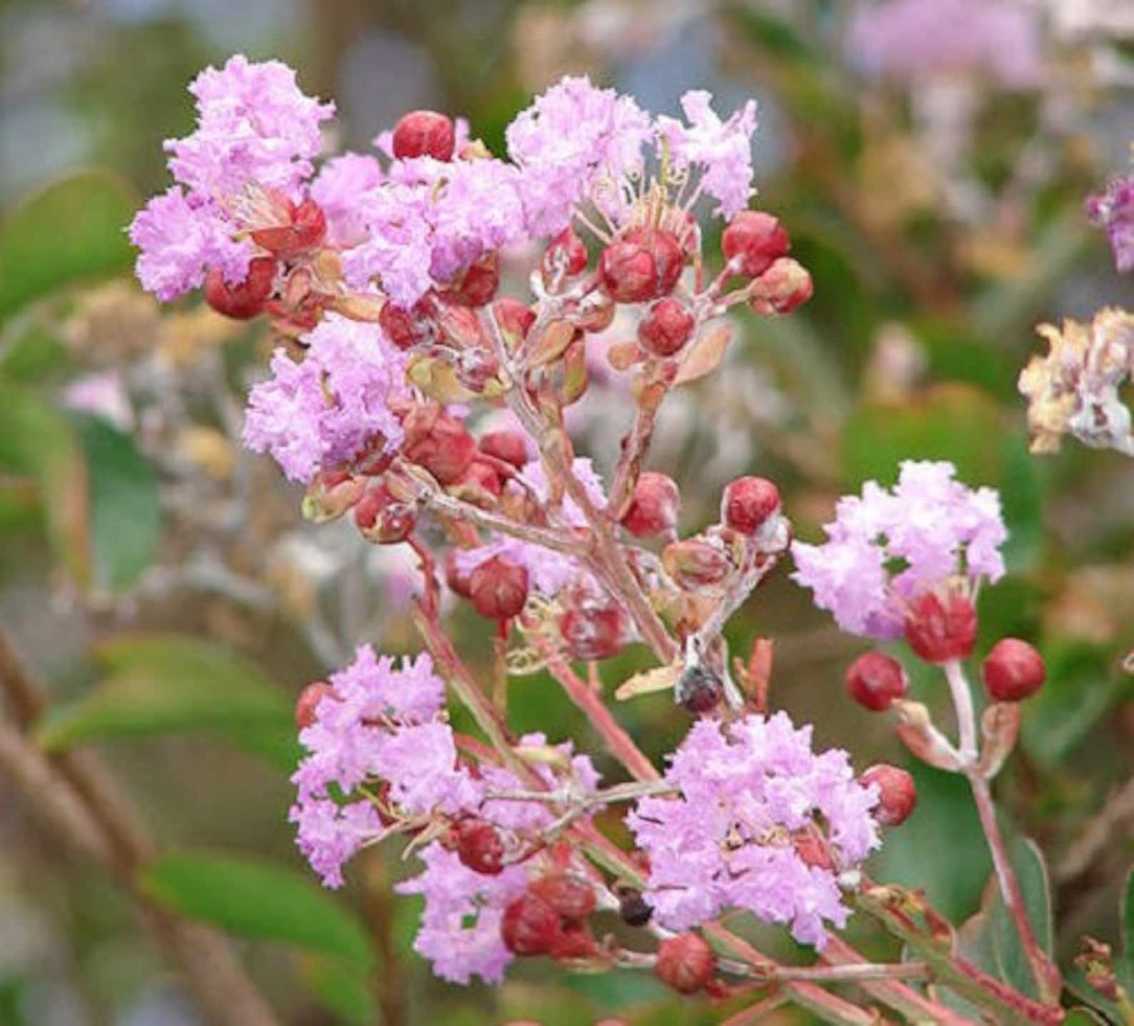 35 Light PINK CREPE MYRTLE Crape Tree Shrub Lagerstroemia - Etsy