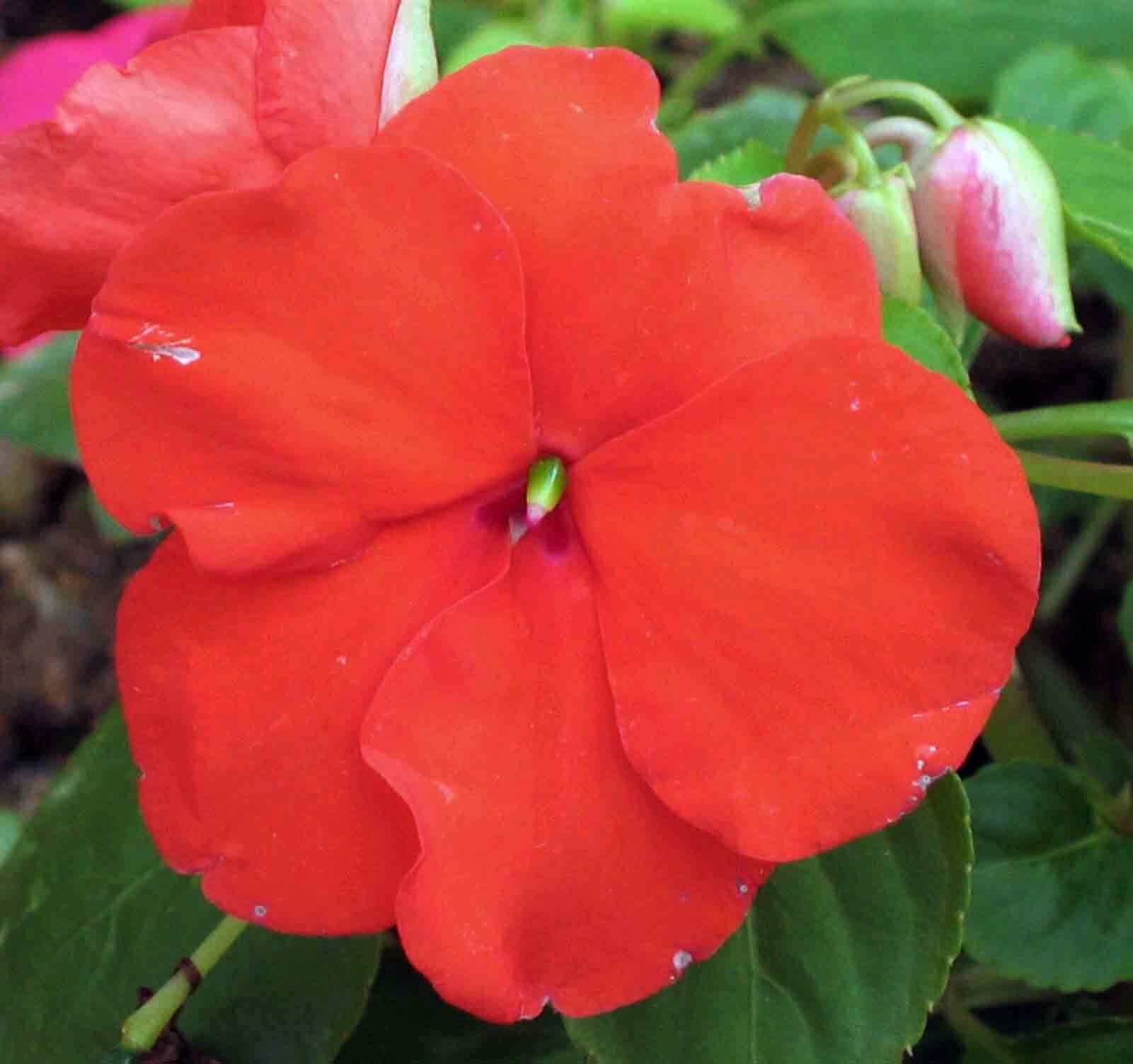 50 DWARF RED IMPATIENS Scarlet Walleriana Sun or Full Shade - Etsy