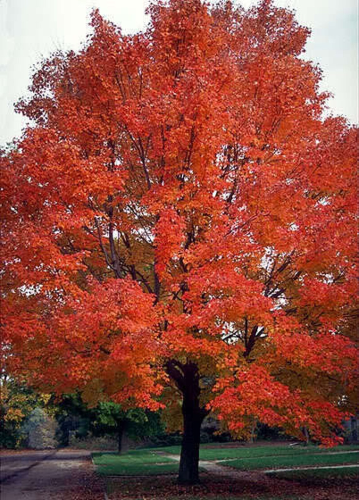 25 Scarlet CAROLINA RED MAPLE Tree Acer Rubrum Seeds - Etsy