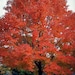 25 Scarlet CAROLINA RED MAPLE Tree Acer Rubrum Seeds - Etsy