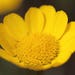 250 YELLOW DAISY Chrysanthemum Multicaule Mini Marguerite Flower Seeds ...