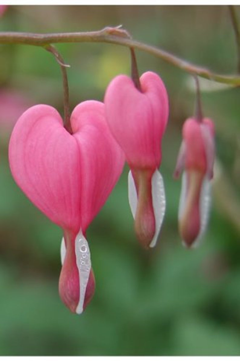 10 BLEEDING HEART PINK Old Fashioned Dicentra Formosa Shade - Etsy