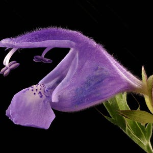 50 Purple False Dragon DRAGONS HEAD Obedient Plant Dracocephalum Flower ...
