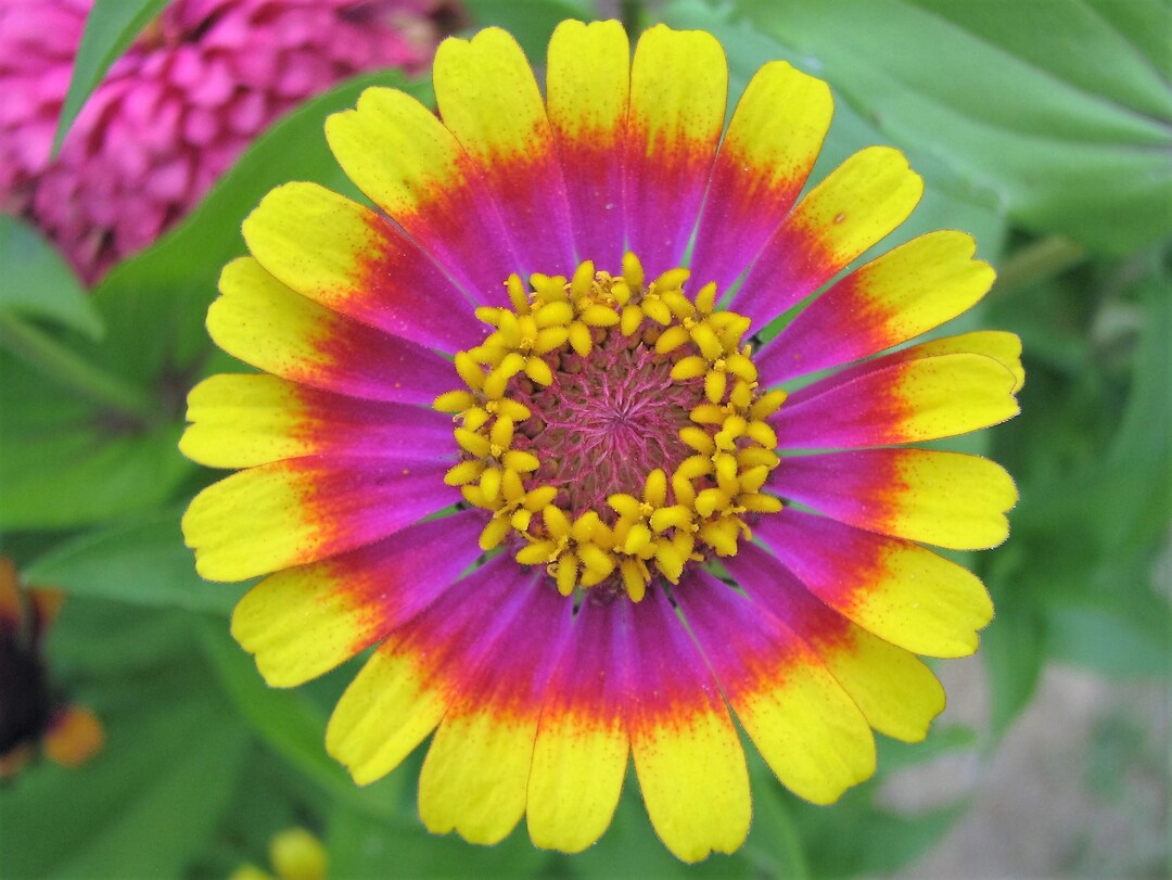 50 CAROUSEL MIX ZINNIA Elegans Carrousel Whirligig Mixed Colors Bicolor ...