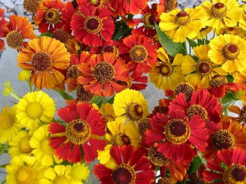 100 HELENIUM ' AUTUMN LEAVES ' Mix Helenium Autumnale Sneezeweed Mixed ...