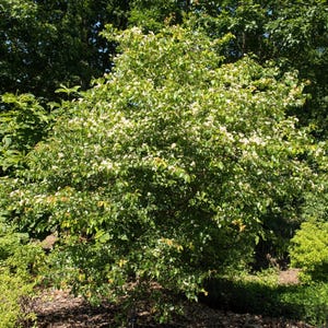 50 WASHINGTON HAWTHORN Mayflower Shrub Tree Edible Fruit & White ...