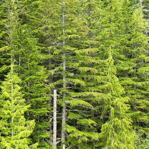 20 DOUGLAS FIR Tree Abies Pseudotsuga Menziesii Christmas Tree Blue ...