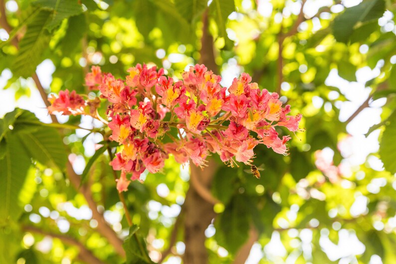 20 EAST INDIAN ALMOND Tree Terminalia Myriocarpa Aka Hollock - Etsy