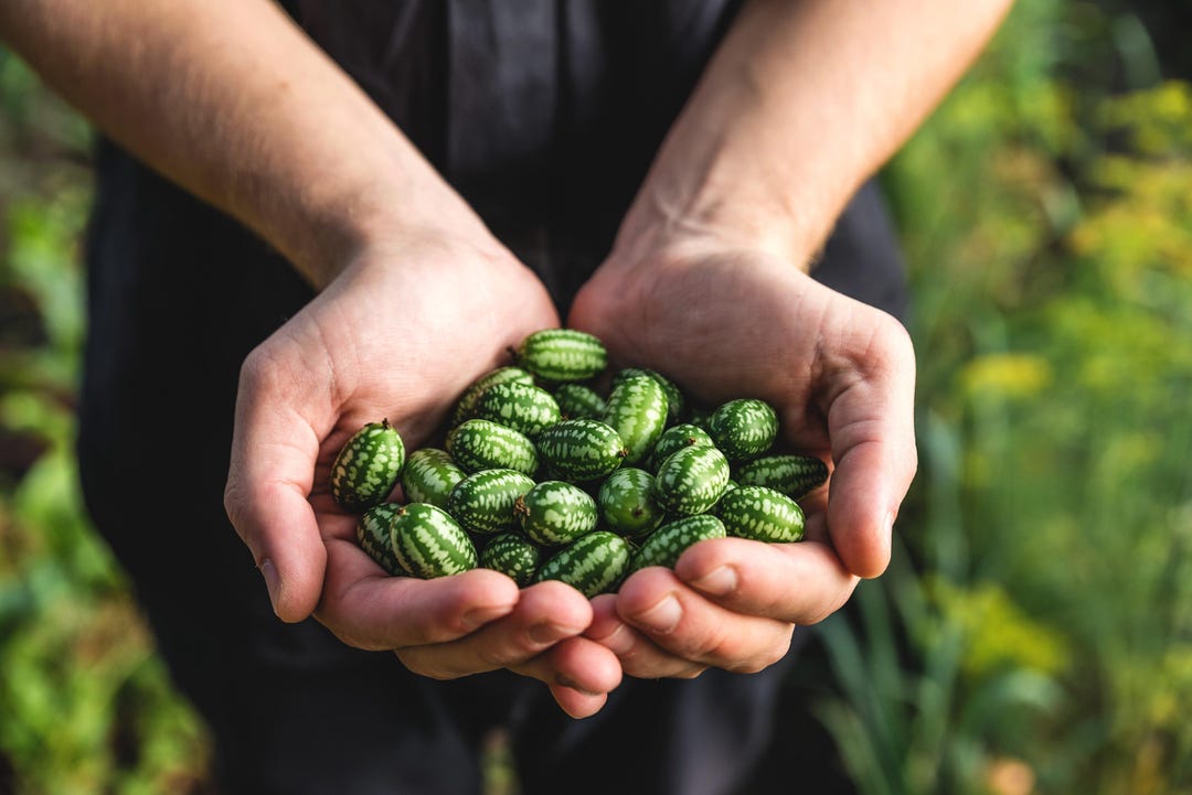 10 CUCAMELON Melothria Scabra Mouse Melon Mexican Gherkin Mini ...