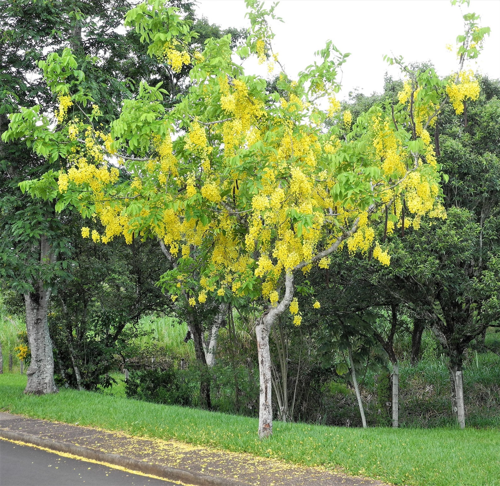 15 Golden Shower Tree Gold Rush Yellow Cassia Fistula Flower Etsy