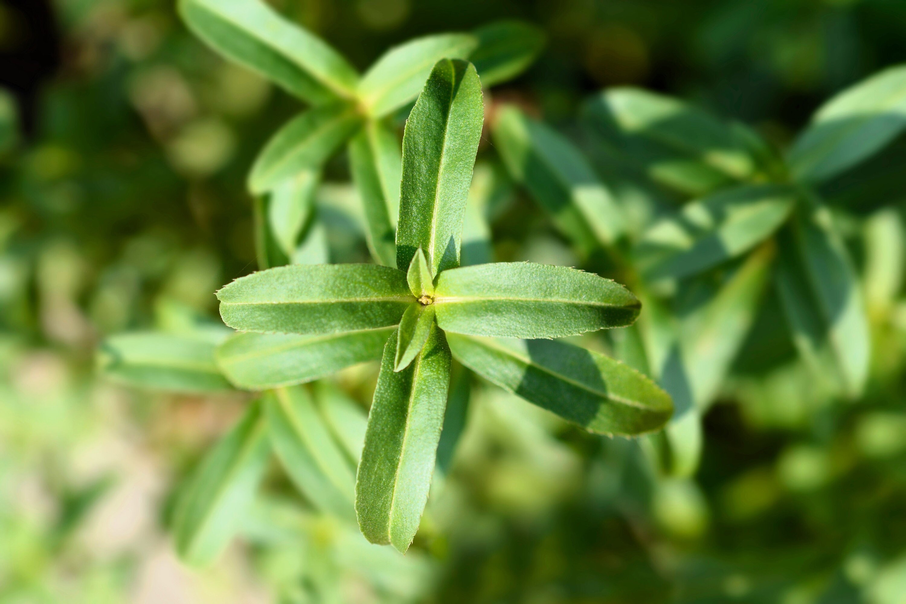 300 MEXICAN Mint MARIGOLD Spanish Tarragon Tagetes Lucida Flower Herb ...