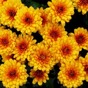 50 Tricolor DOUBLE PAINTED DAISY Chrysanthemum Carinatum Tanacetum ...
