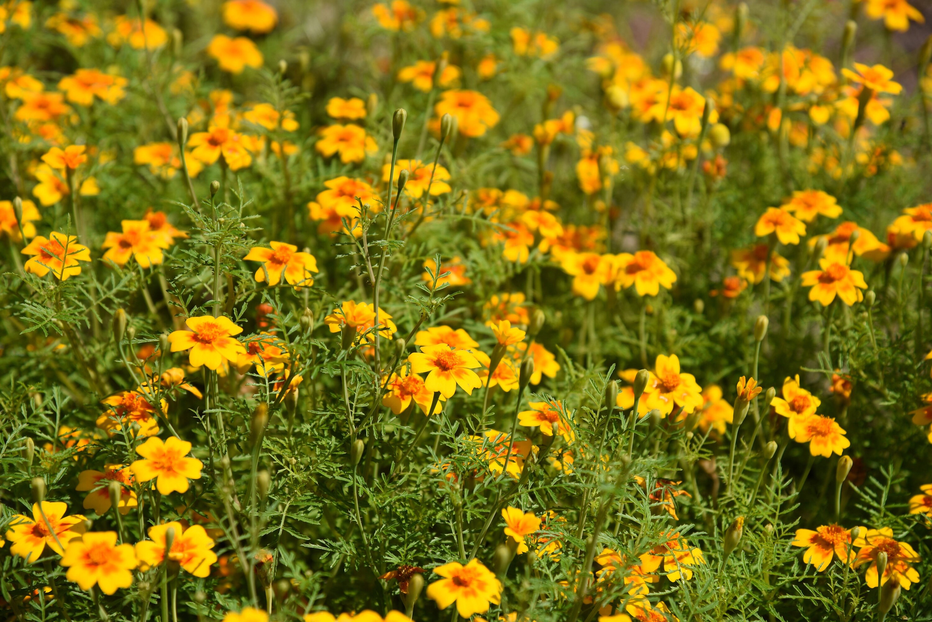 300 MEXICAN Mint MARIGOLD Spanish Tarragon Tagetes Lucida Flower Herb ...