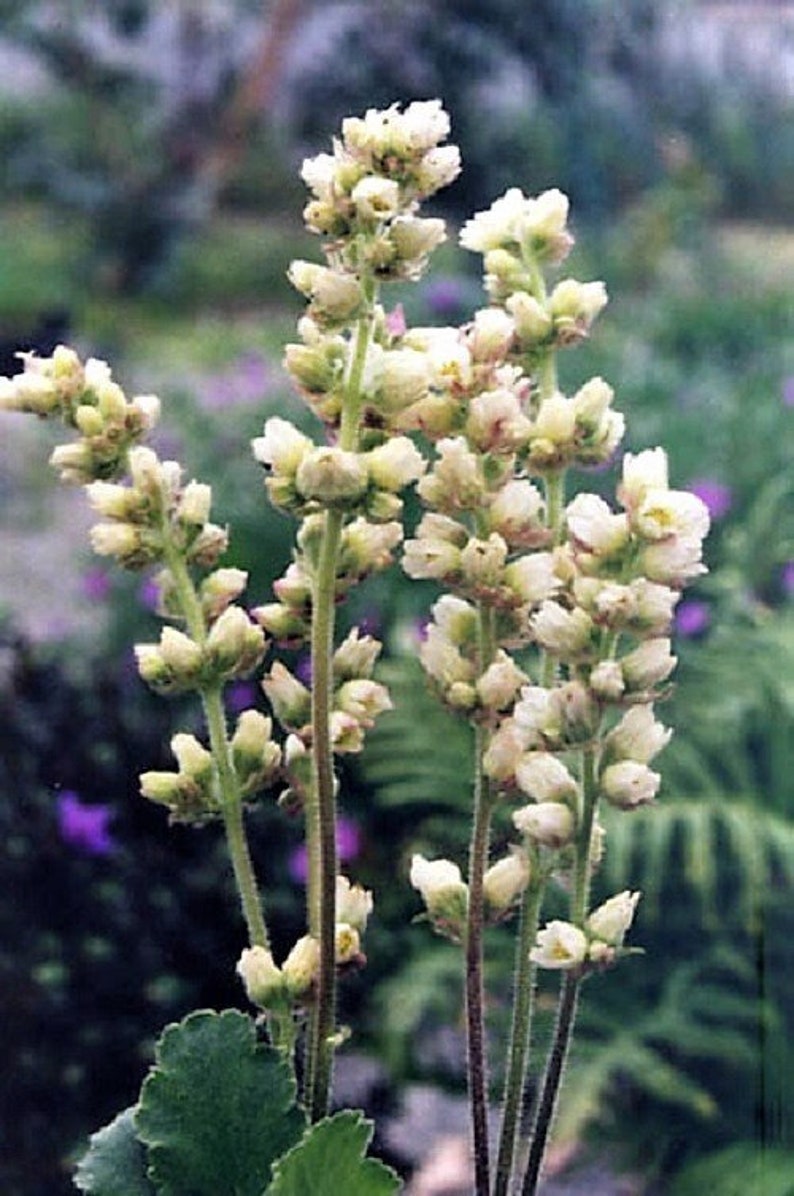 100 ALPINE CORAL BELLS Poker Heuchera Cylindrica Roundleaf Alumroot Sun ...