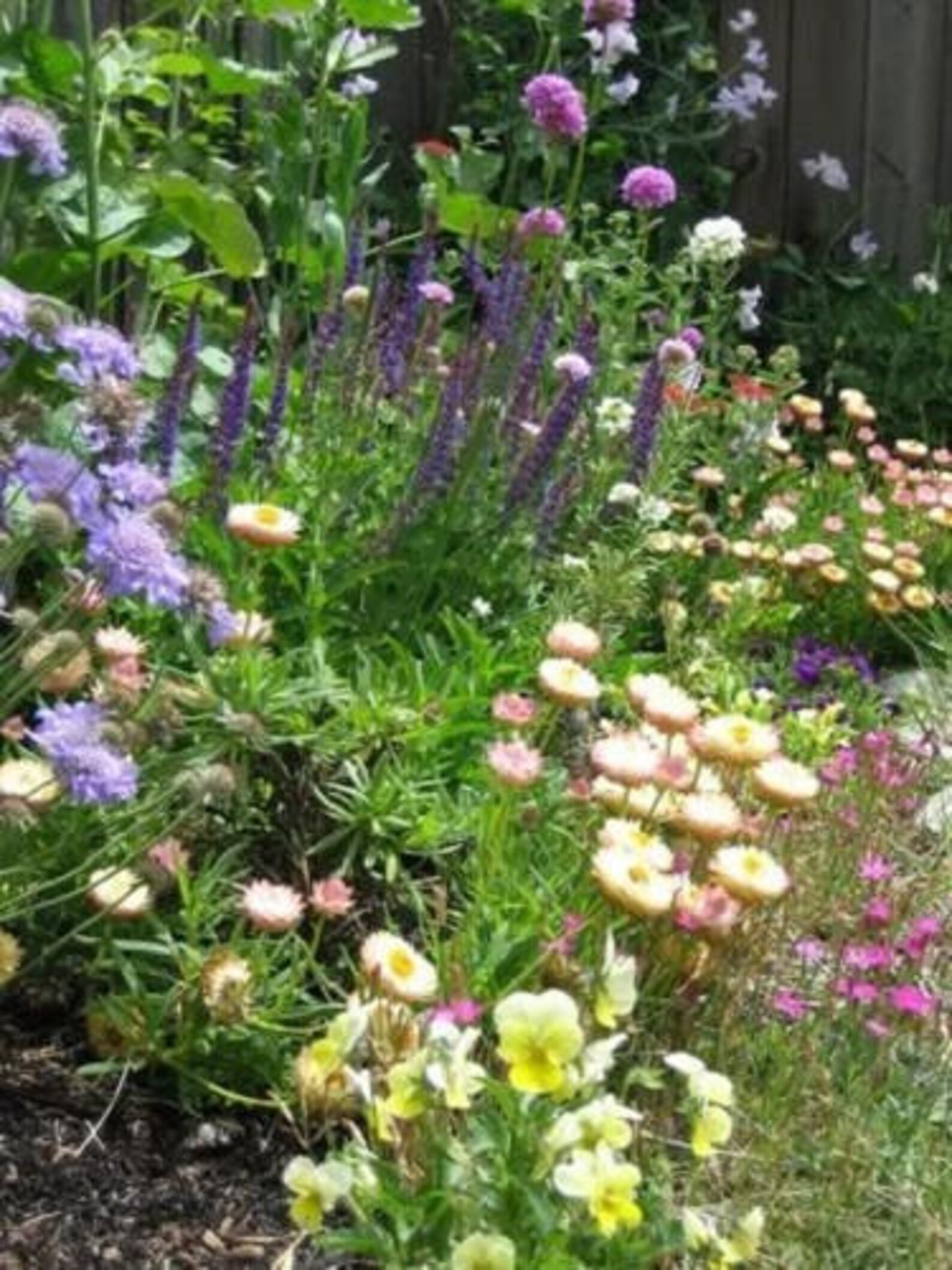 100 MIXED DOUBLE ACROCLINIUM aka Paper Daisy Helipterum Roseum | Etsy