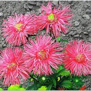 30 SALMON NEEDLE ASTER Callistephus Unicom Flower Seeds flat - Etsy