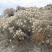 100 RUBBER RABBITBRUSH Chamisa Ericameria Nauseosa Native Desert Shrub ...