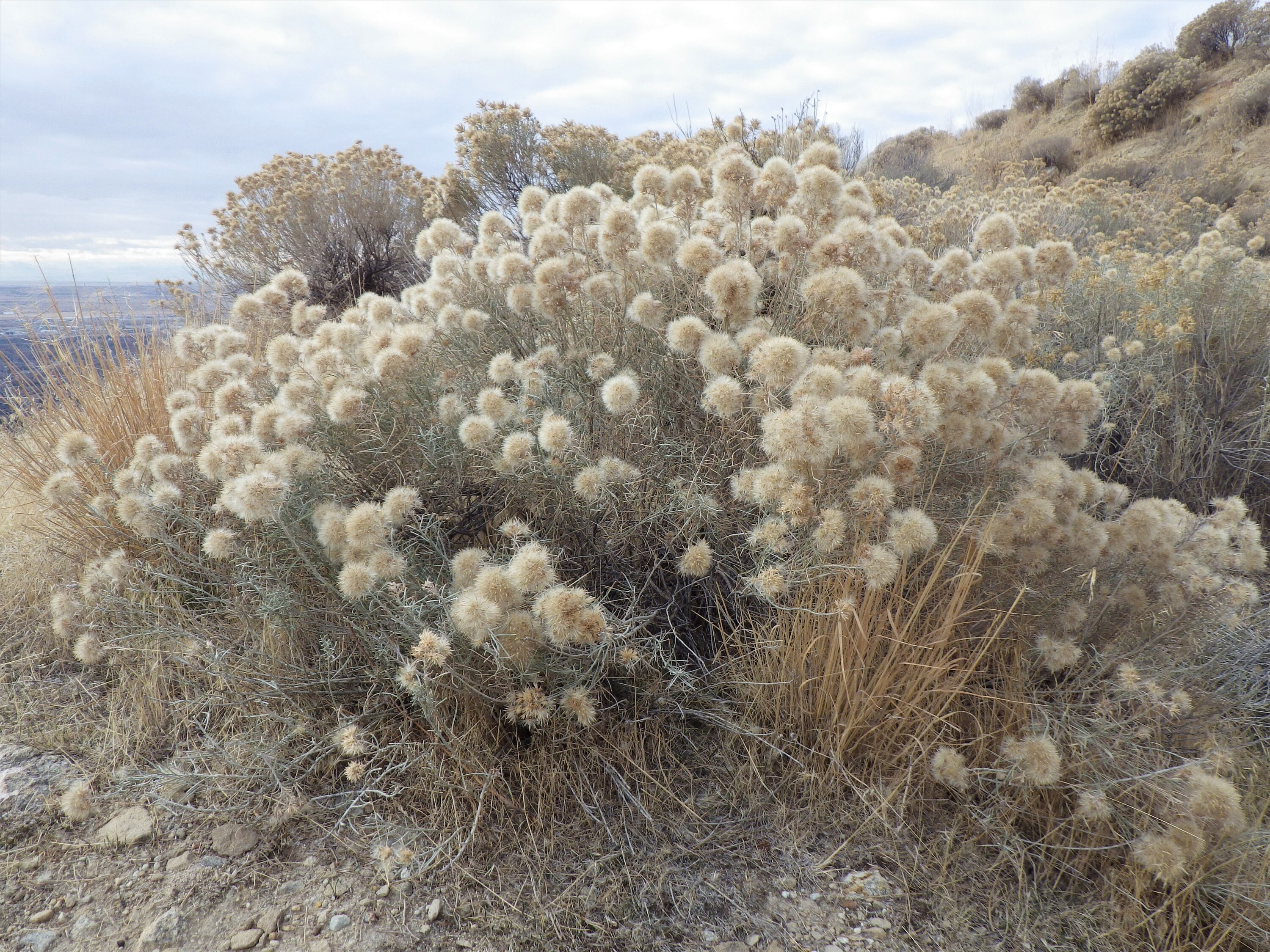 100 RUBBER RABBITBRUSH Chamisa Ericameria Nauseosa Native | Etsy