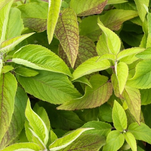 20 Dwarf PINK BEE BALM Monarda Bradburiana Eastern Beebalm Herb Flower ...