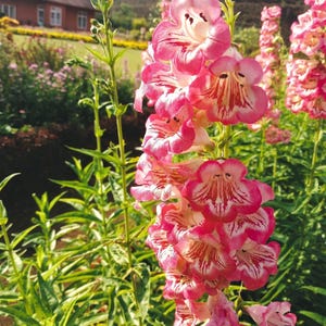 100 SENSATION MIX PENSTEMON Hartwegii Beardtongue Mixed Colors Two Tone ...