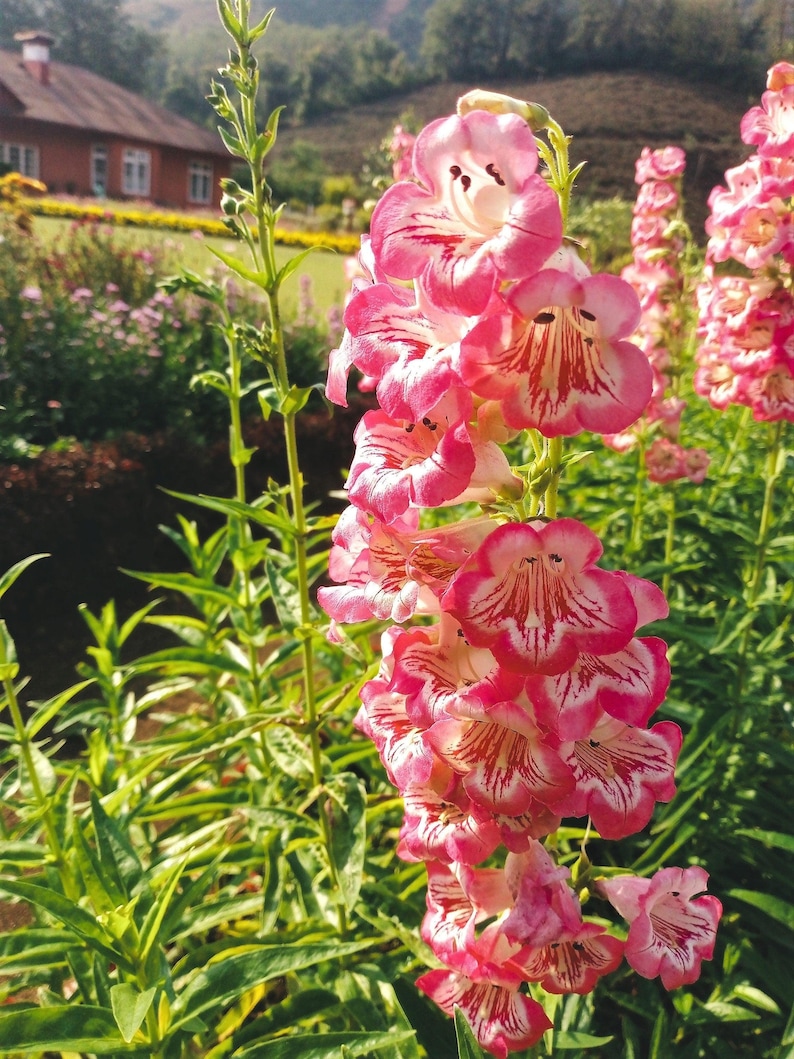 100 SENSATION MIX PENSTEMON Hartwegii Beardtongue Mixed Colors Two Tone ...